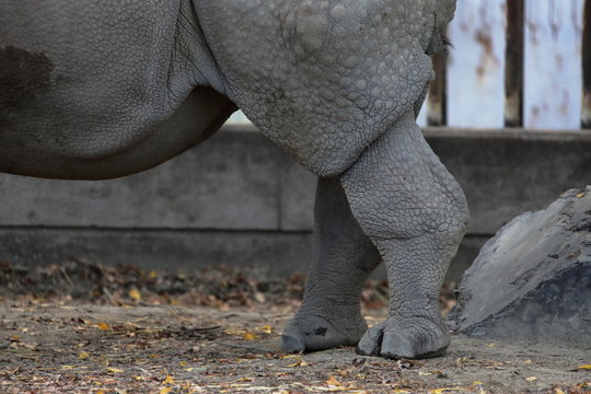 Quenk bilder – Bläddra bland 595 stockfoton, vektorer och videor ...