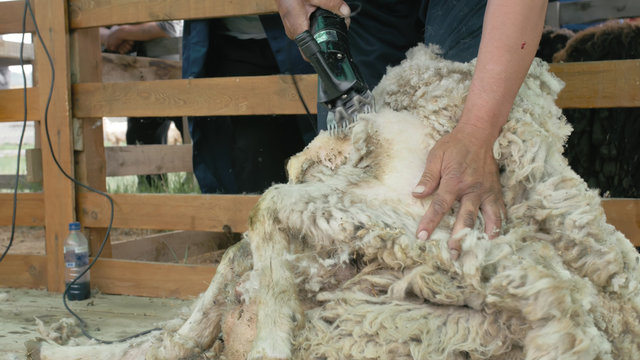 Sheep Wool Cutting