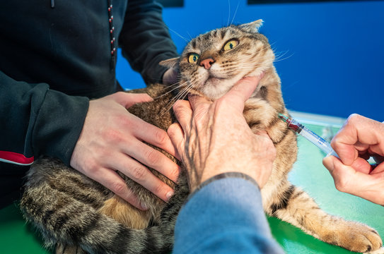 「Indisposed」の画像 - 39,228 件の Stock 写真、ベクターおよびビデオ | Adobe Stock