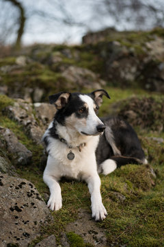 Welsh Sheepdog