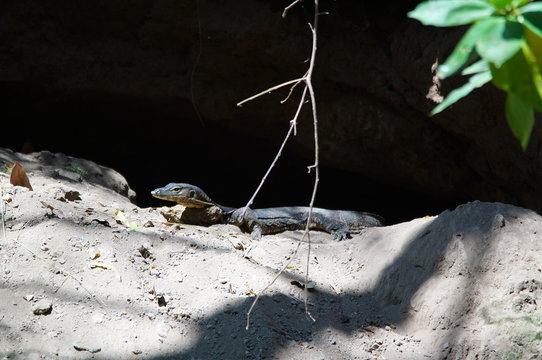 Biawak Images – Browse 44 Stock Photos, Vectors, and Video | Adobe Stock