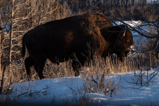 รูปภาพGrazer – เลือกดูภาพถ่ายสต็อก เวกเตอร์ และวิดีโอ1,715,745 | Adobe ...