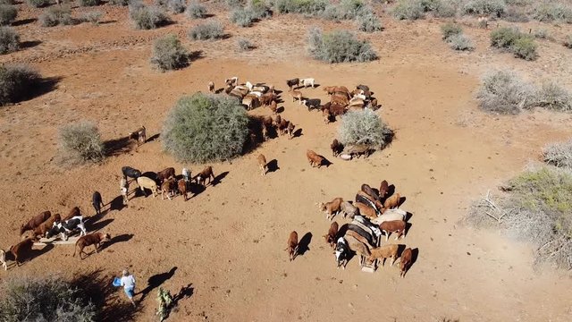 Kameeldoring Images – Browse 1,850 Stock Photos, Vectors, and Video ...