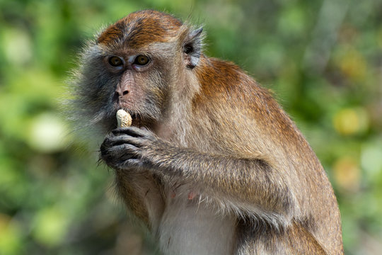 Cercopithecinae Bilder – Durchsuchen 1,180 Archivfotos, Vektorgrafiken ...