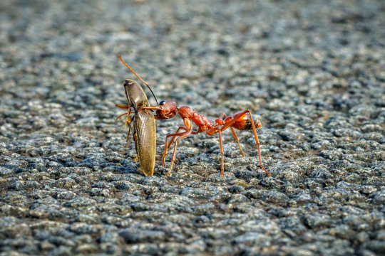 Bulldog Ant Size