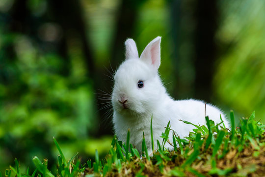 Conejito Images – Browse 1,586 Stock Photos, Vectors, and Video | Adobe ...