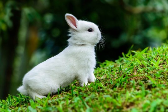 Conejito Images – Browse 1,586 Stock Photos, Vectors, and Video | Adobe ...