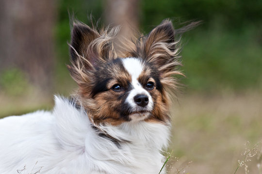 Butterfly-Dog bilder – Bläddra bland 590 stockfoton, vektorer och ...