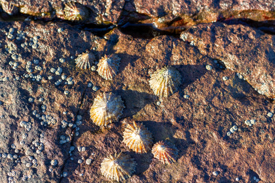 「Barnicle」の画像 - 14,789 件の Stock 写真、ベクターおよびビデオ | Adobe Stock