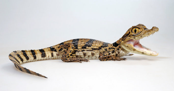 Babilla Bilder – Durchsuchen 76 Archivfotos, Vektorgrafiken und Videos ...