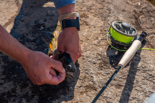 รูปภาพUnhooking – เลือกดูภาพถ่ายสต็อก เวกเตอร์ และวิดีโอ883 | Adobe Stock