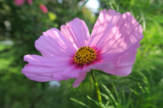 "Cosmea Bilder – Durchsuchen 18,192 Archivfotos, Vektorgrafiken und ...