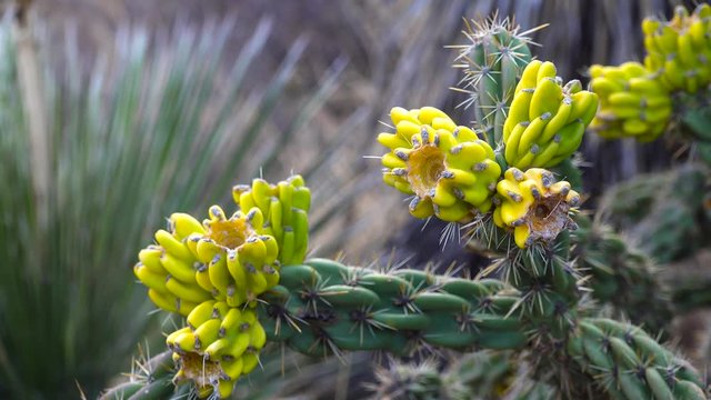 "Cane Cholla" Images – Browse 305 Stock Photos, Vectors, and Video ...