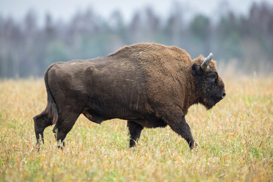 "Bison Bilder – Durchsuchen 112,435 Archivfotos, Vektorgrafiken und ...