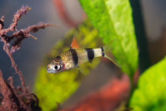 รูปภาพCyprinids – เลือกดูภาพถ่ายสต็อก เวกเตอร์ และวิดีโอ5,483 | Adobe Stock