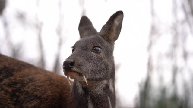 "Musk Deer" Images – Browse 573 Stock Photos, Vectors, and Video ...