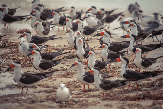 "Birds Flock" Images – Browse 1,075 Stock Photos, Vectors, and Video ...