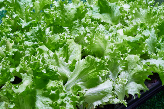 รูปภาพCellulate – เลือกดูภาพถ่ายสต็อก เวกเตอร์ และวิดีโอ218 | Adobe Stock