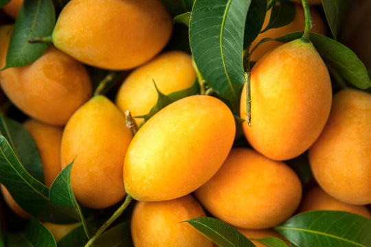 "Plum Mango" Images – Browse 5,439 Stock Photos, Vectors, and Video ...