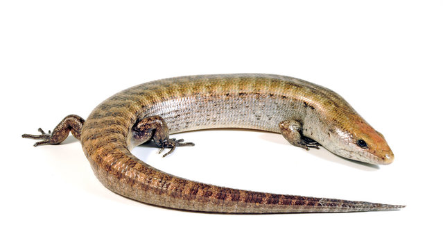 Galliwasp bilder – Bläddra bland 174 stockfoton, vektorer och videor ...