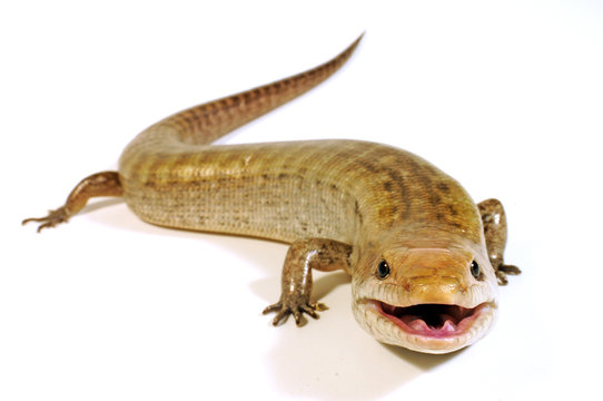 「Galliwasp」の画像 - 178 件の Stock 写真、ベクターおよびビデオ | Adobe Stock