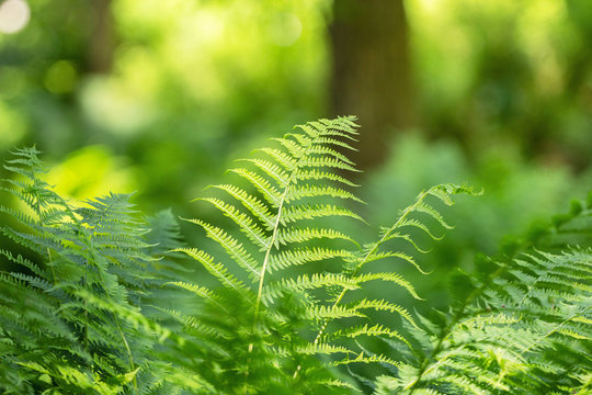 「Monilophytes」の画像 - 394,231 件の Stock 写真、ベクターおよびビデオ | Adobe Stock