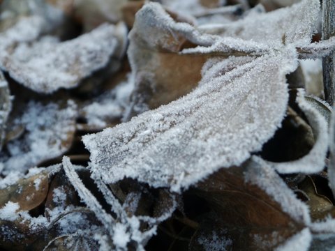 Verwesung bilder – Bläddra bland 733 stockfoton, vektorer och videor ...