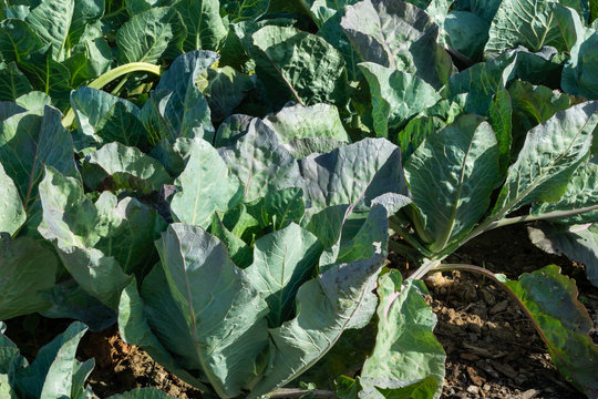 Kopfkohl 이미지 – 찾아보기 198 스톡 사진, 벡터 및 비디오 | Adobe Stock