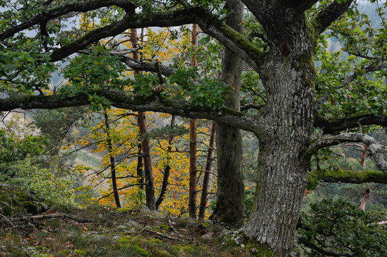 Waldbaum Images – Browse 376 Stock Photos, Vectors, and Video | Adobe Stock