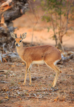 Steenbok-Bilder: Stock-Fotos & -Videos. | Adobe Stock