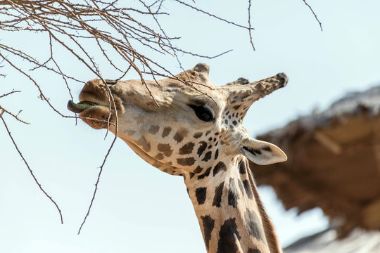 รูปภาพZarafa – เลือกดูภาพถ่ายสต็อก เวกเตอร์ และวิดีโอ82 | Adobe Stock