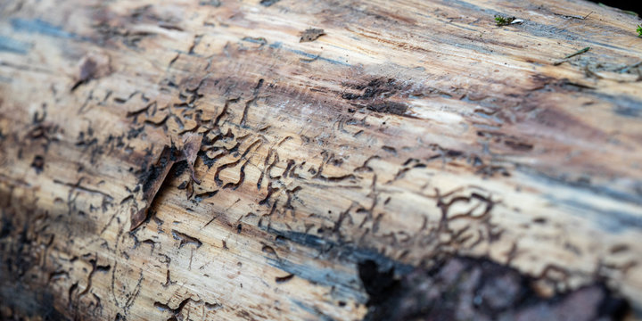 รูปภาพBefall – เลือกดูภาพถ่ายสต็อก เวกเตอร์ และวิดีโอ65,176 | Adobe Stock