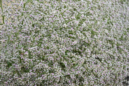 รูปภาพLimonium – เลือกดูภาพถ่ายสต็อก เวกเตอร์ และวิดีโอ5,024 | Adobe Stock