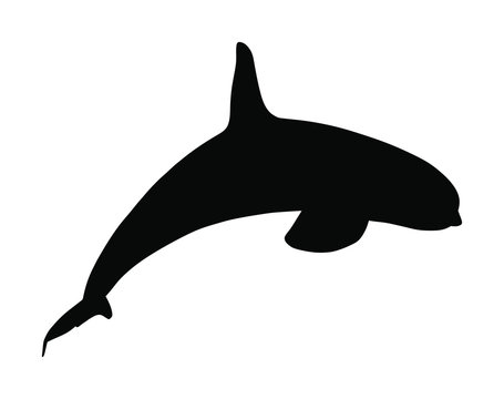 Killer Whale Silhouette