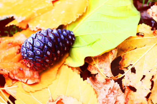 รูปภาพAuttum – เลือกดูภาพถ่ายสต็อก เวกเตอร์ และวิดีโอ151 | Adobe Stock