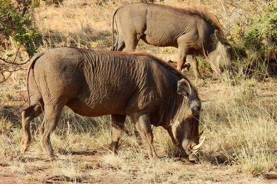 Dumba Images – Browse 46 Stock Photos, Vectors, and Video | Adobe Stock