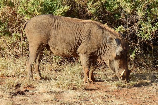 Dumba Images – Browse 46 Stock Photos, Vectors, and Video | Adobe Stock