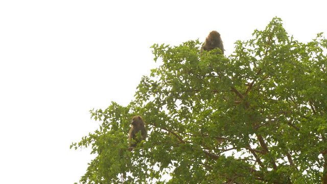 รูปภาพCercopithecidae – เลือกดูภาพถ่ายสต็อก เวกเตอร์ และวิดีโอ5,759 ...