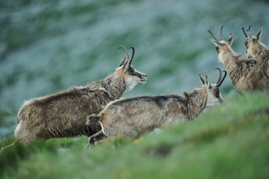 DIE 796 BESTEN BILDER, STOCK-FOTOS UND -VEKTORGRAFIKEN ZU „Gamswild ...