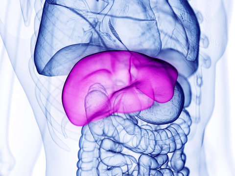 Hilus Bilder – Durchsuchen 684 Archivfotos, Vektorgrafiken und Videos ...