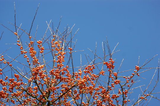 Wildbeeren bilder – Bläddra bland 609 stockfoton, vektorer och videor ...