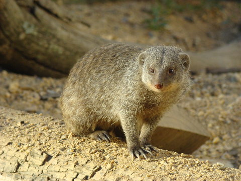 รูปภาพMongoose – เลือกดูภาพถ่ายสต็อก เวกเตอร์ และวิดีโอ38,720 | Adobe Stock