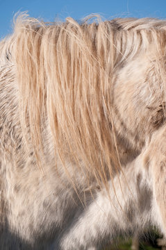 Equidea Images – Browse 13 Stock Photos, Vectors, and Video | Adobe Stock