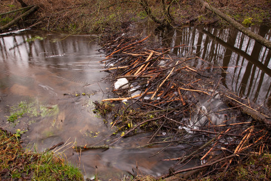 Biberbau Bilder – Durchsuchen 2,705 Archivfotos, Vektorgrafiken und ...