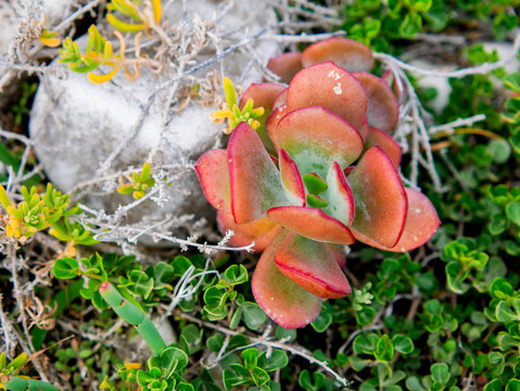 Vetplant Images – Browse 15 Stock Photos, Vectors, and Video | Adobe Stock