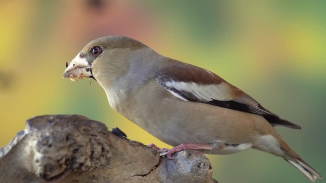 ฟุตเทจวิดีโอHawfinch – เลือกดูสต็อกวิดีโอและฟุตเทจ699 HD | Adobe Stock