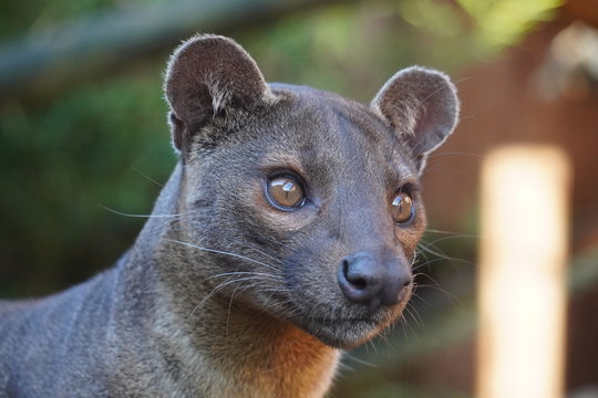 รูปภาพ"Fossa – เลือกดูภาพถ่ายสต็อก เวกเตอร์ และวิดีโอ30,456 | Adobe Stock