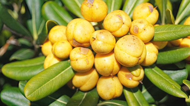 Imágenes de Cocotera: descubre bancos de fotos, ilustraciones, vectores ...