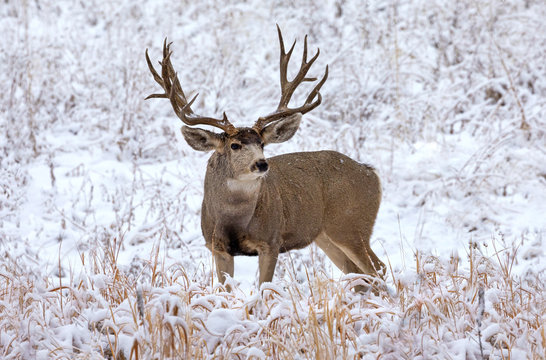 Big Whitetail Bucks In Snow