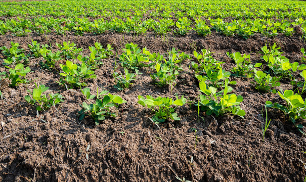 Groundnut Field